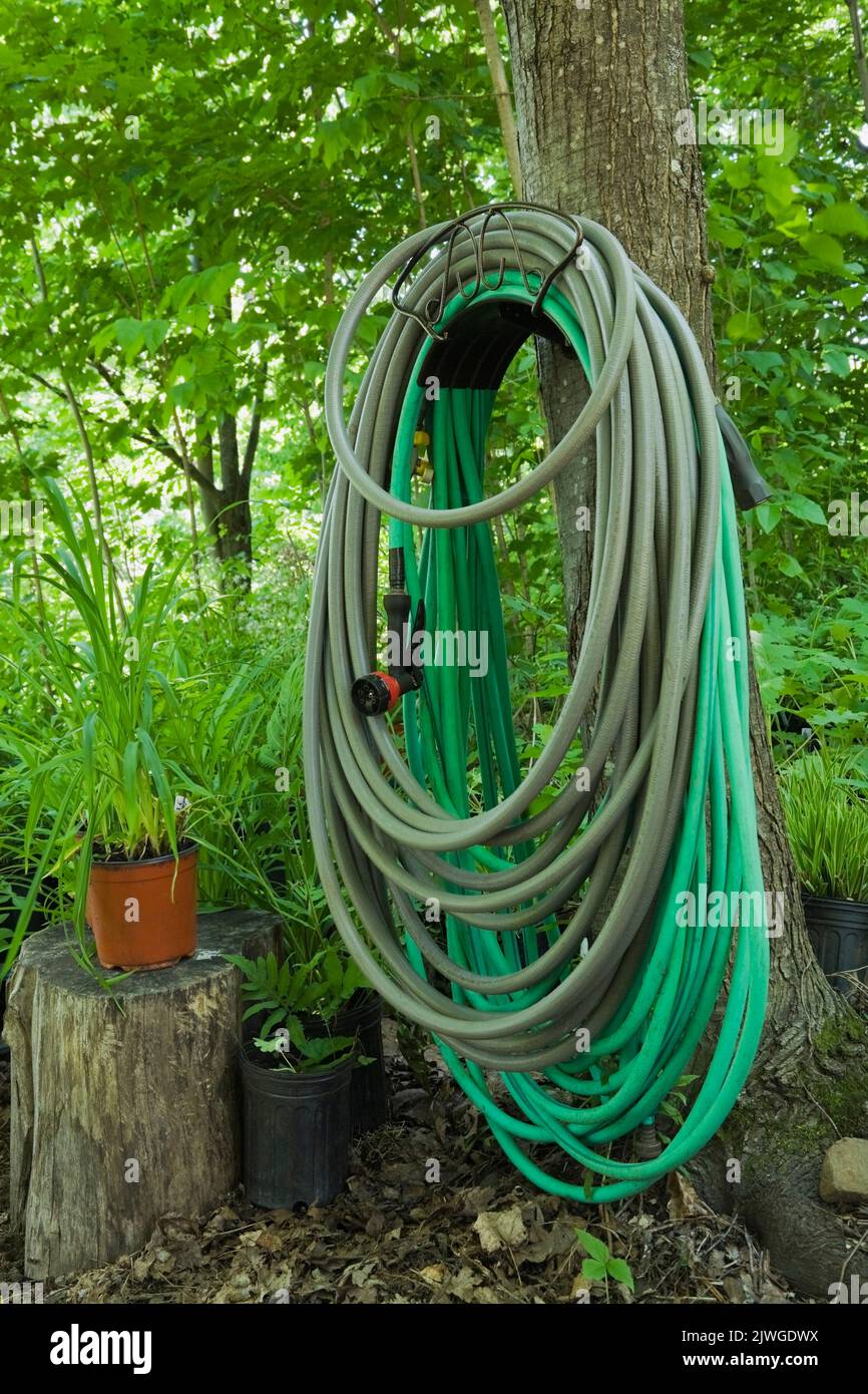 Heavy-duty garden hose on metal holder on tree trunk in backyard garden ...