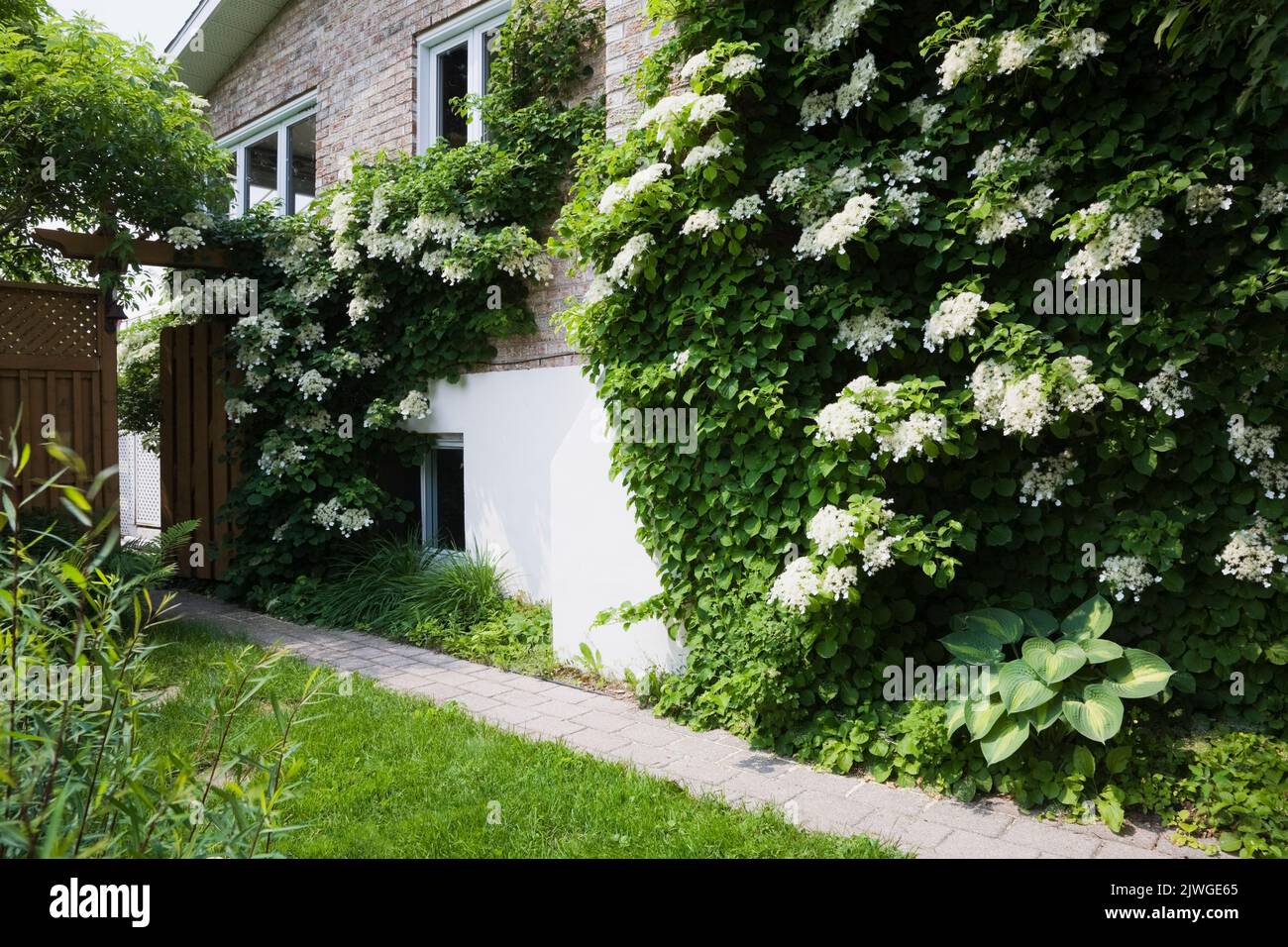 White climbing Hydrangea petiolaris growing on side wall of home next ...