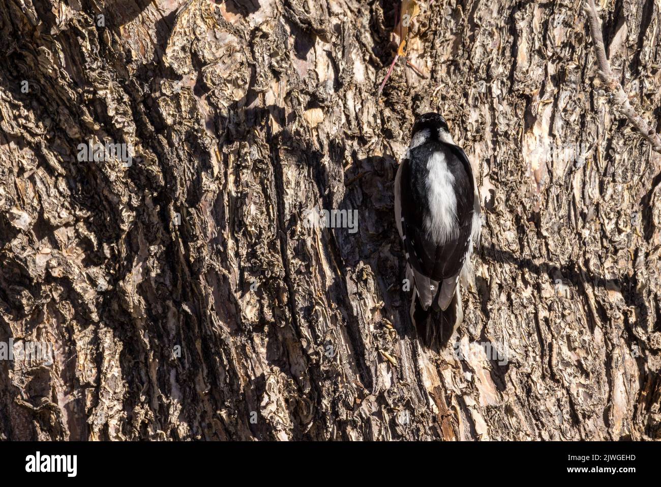 Back view of female black bird hi-res stock photography and images - Alamy