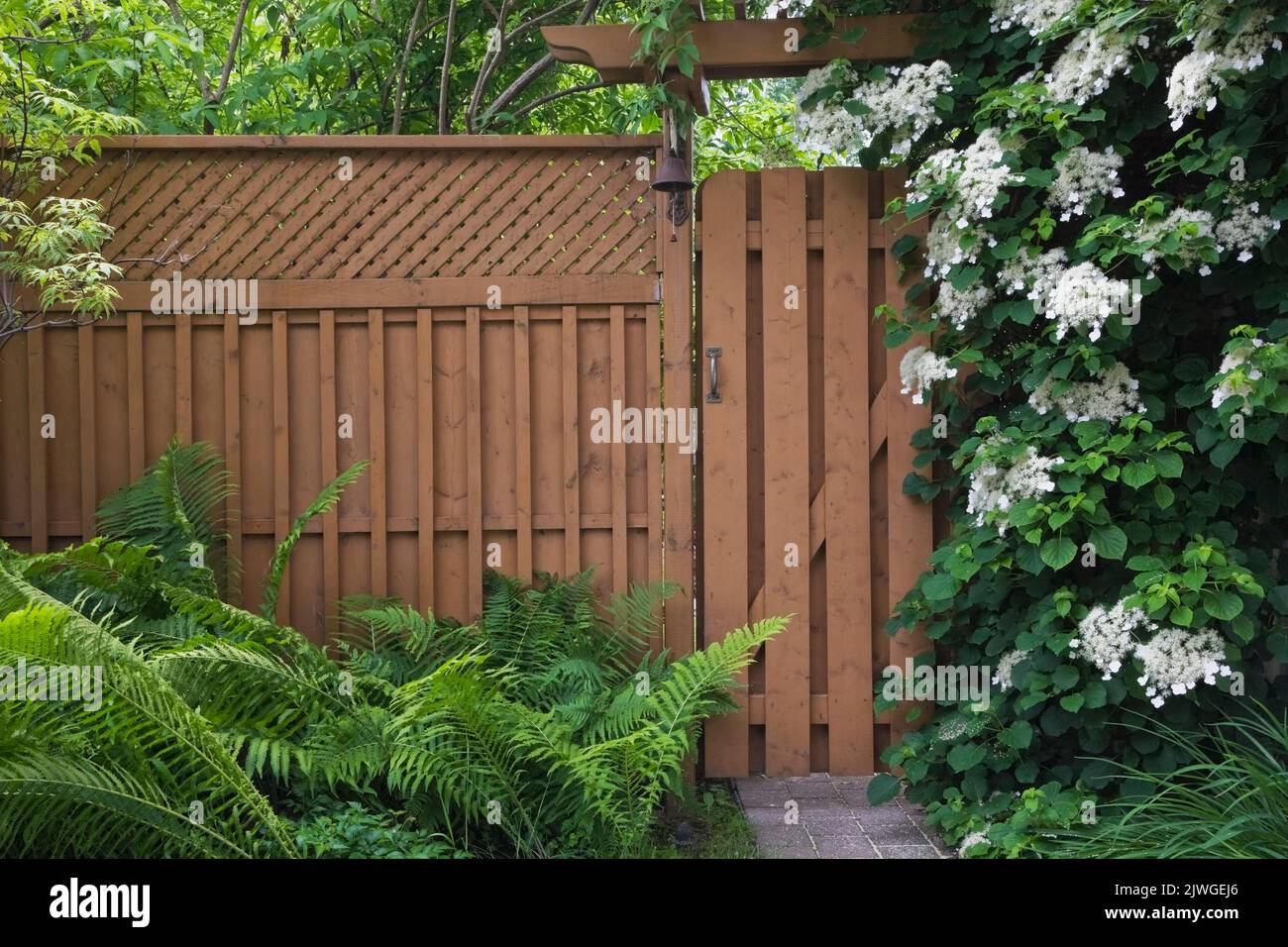 Paving stone path leading to wooden fence gate with Pteridophyta ...