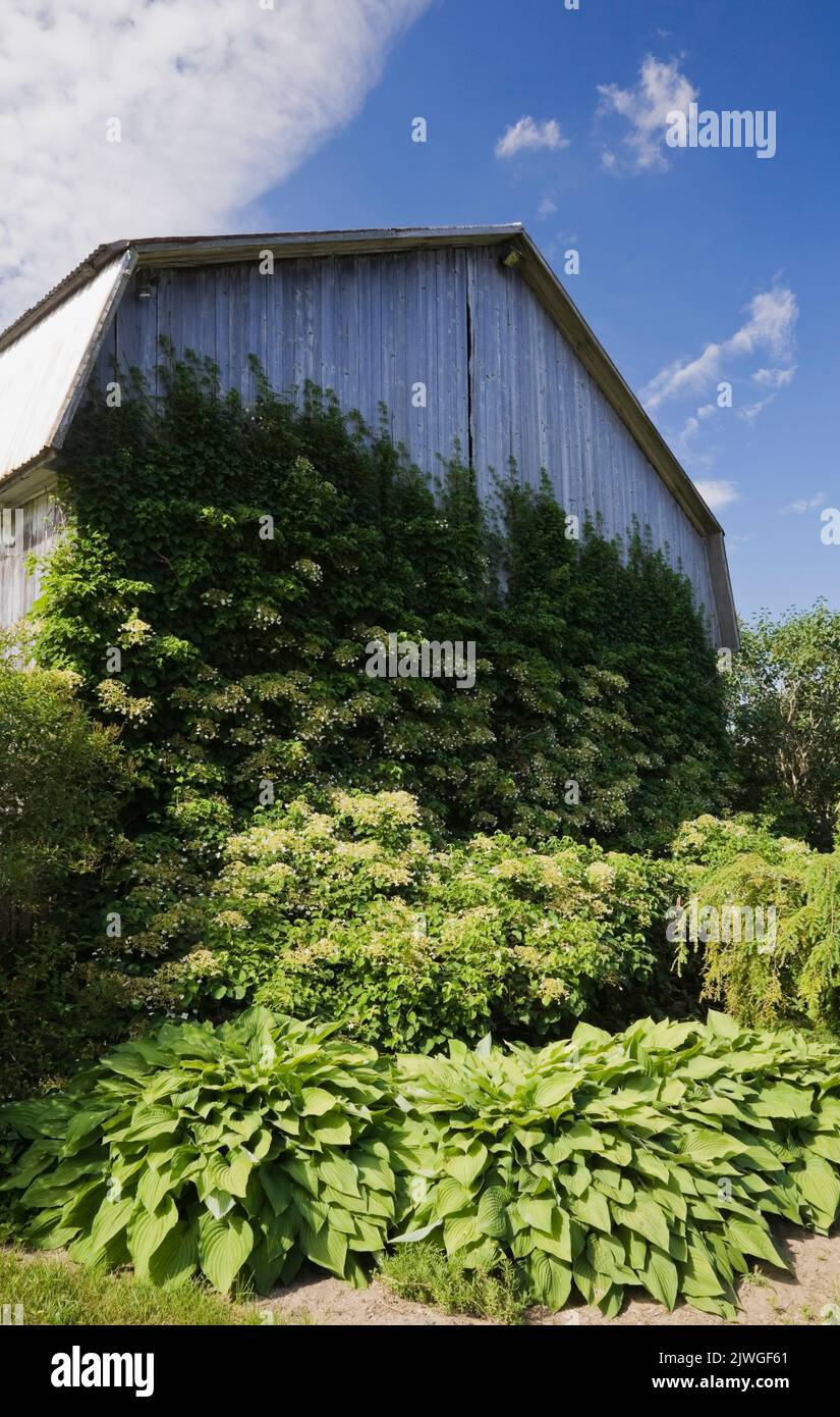 Hosta and climbing white Hydrangea petiolaris growing on side wall of ...