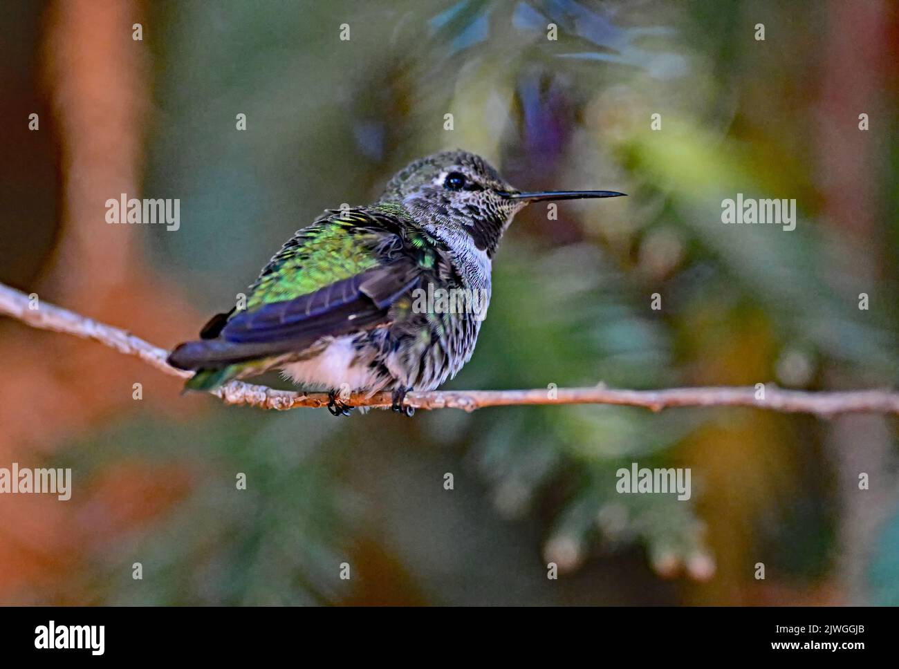 Anna's Hummingbird - Calypte anna Stock Photo - Alamy