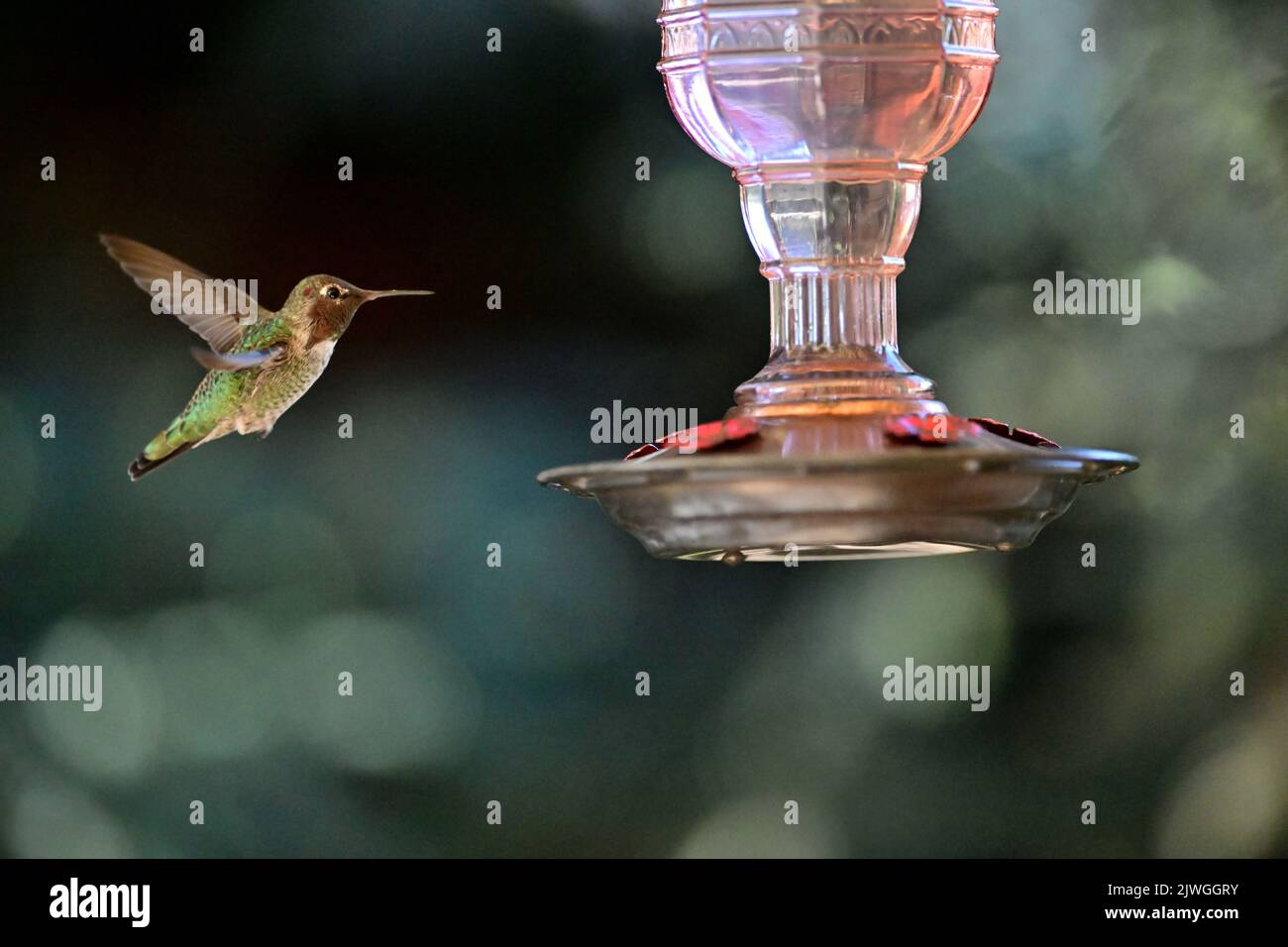 Anna's Hummingbird - Calypte anna Stock Photo - Alamy