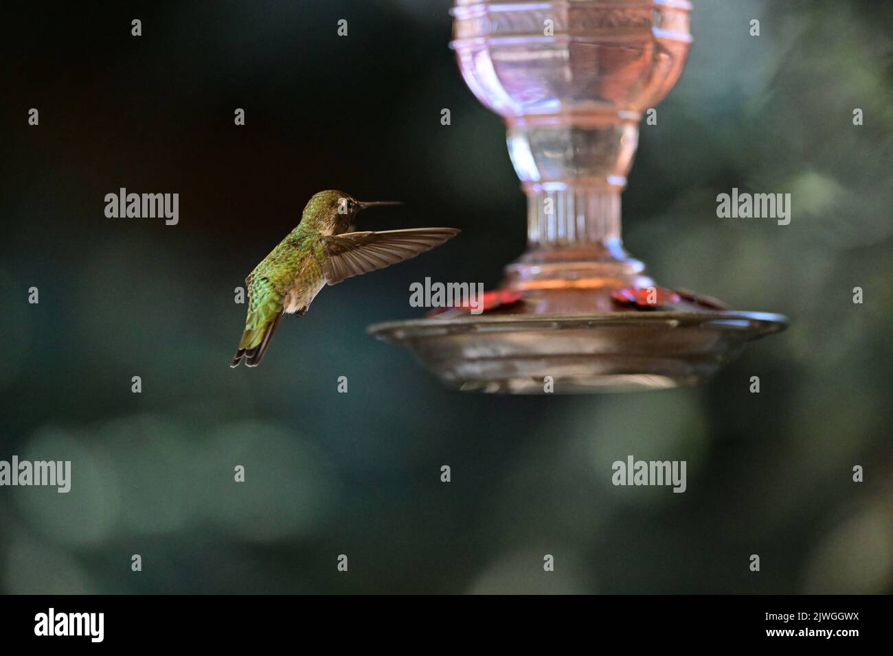Anna's Hummingbird - Calypte anna Stock Photo - Alamy