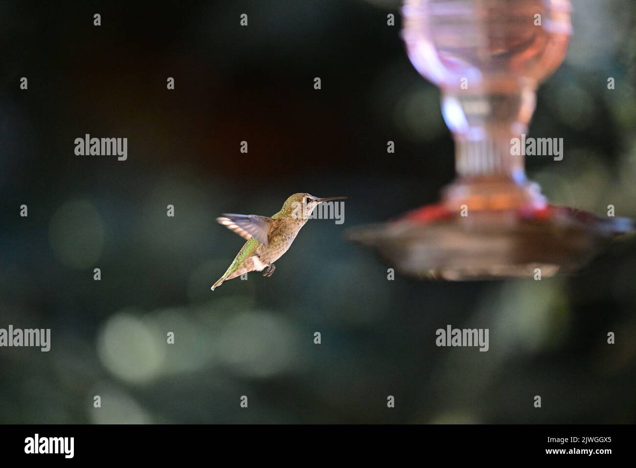 Anna's Hummingbird - Calypte anna Stock Photo - Alamy