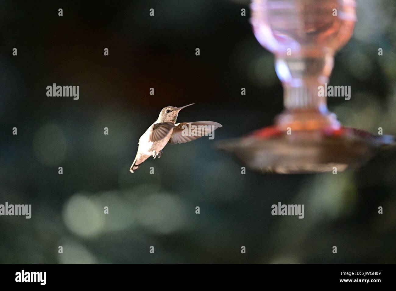 Anna's Hummingbird - Calypte anna Stock Photo - Alamy