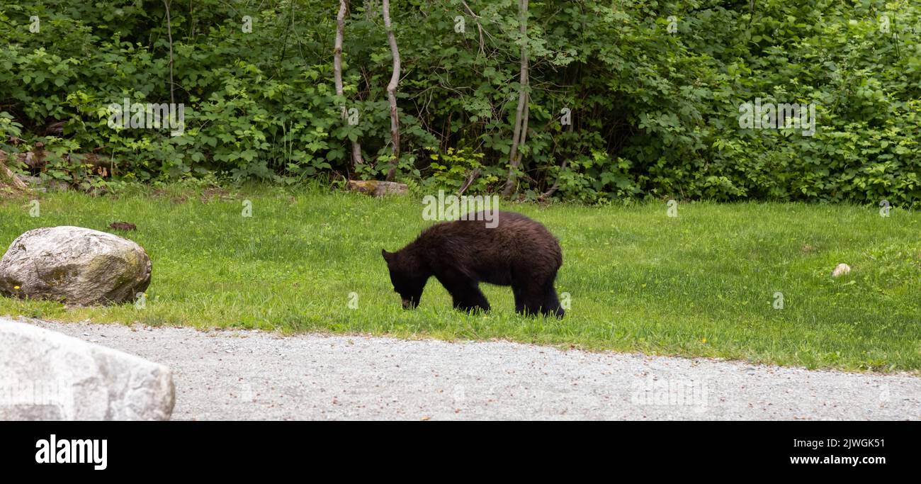 Black Bear in a city park. Spring Season. Minnekhada Regional Park ...