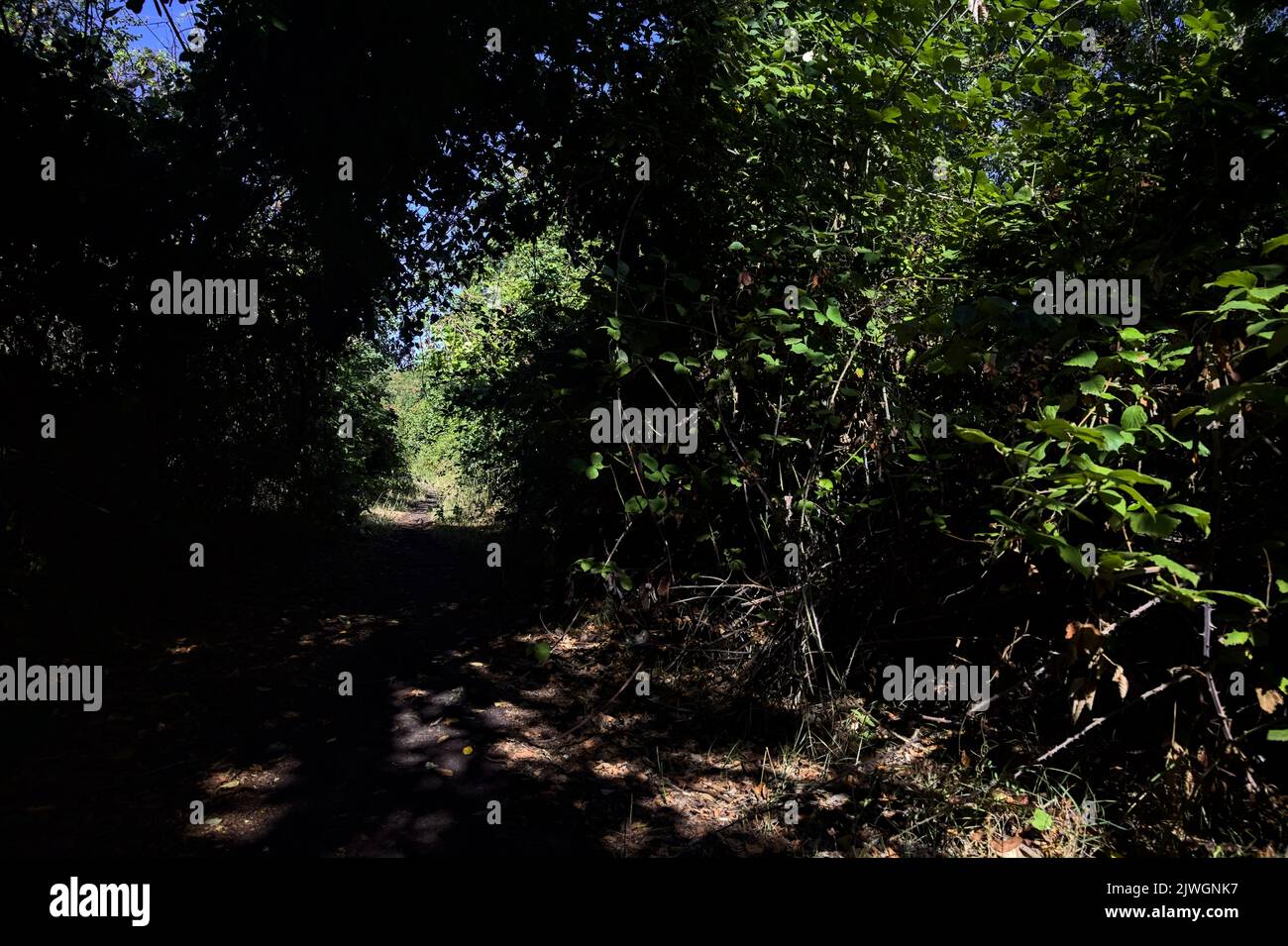 Shady path in a grove with trees arching on it Stock Photo - Alamy