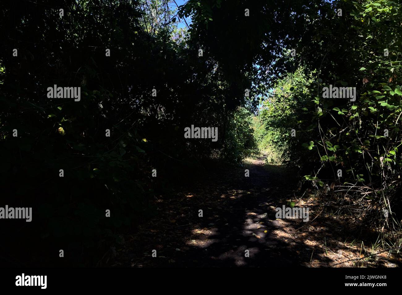 Shady path in a grove with trees arching on it Stock Photo - Alamy