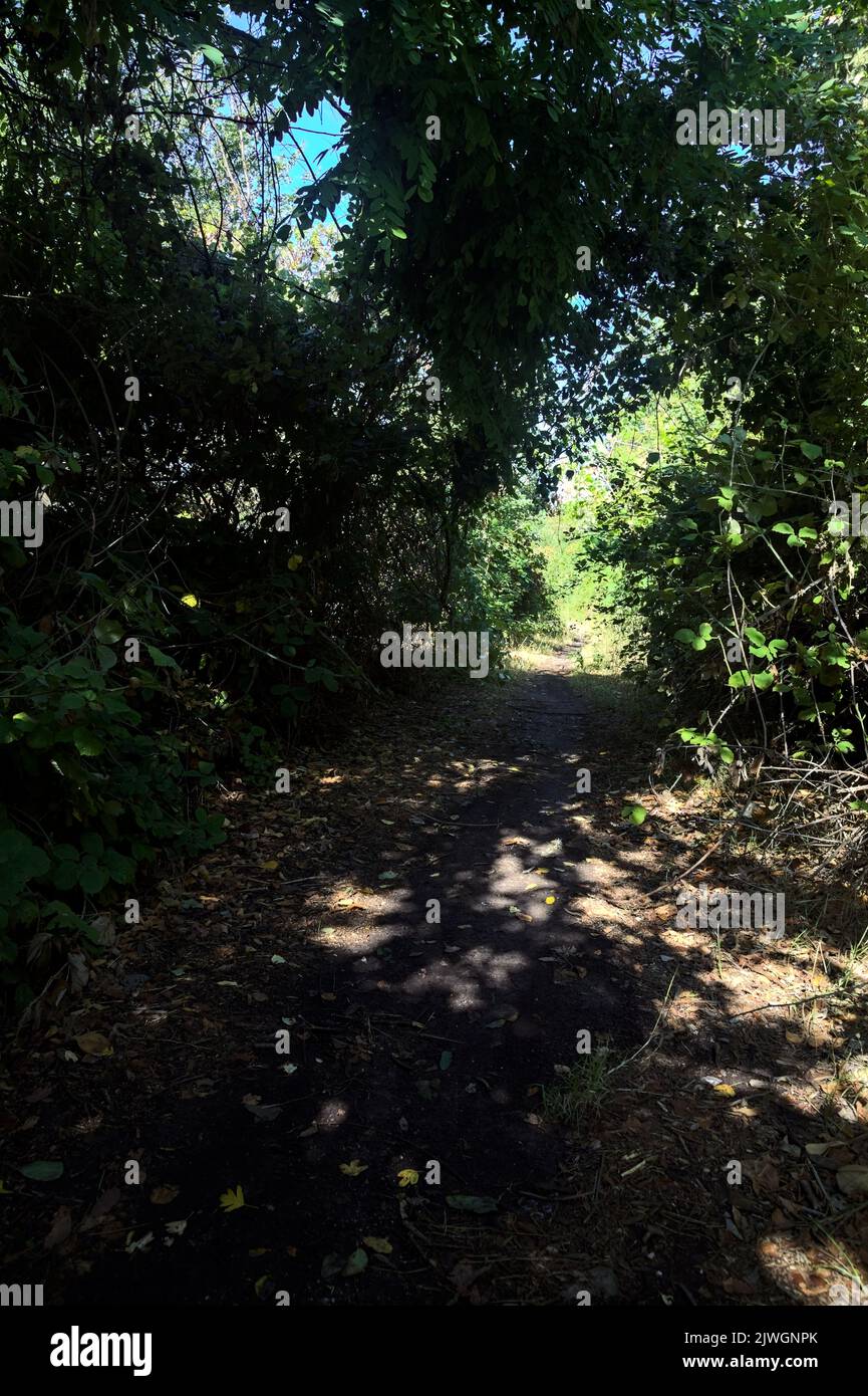 Shady path in a grove with trees arching on it Stock Photo - Alamy