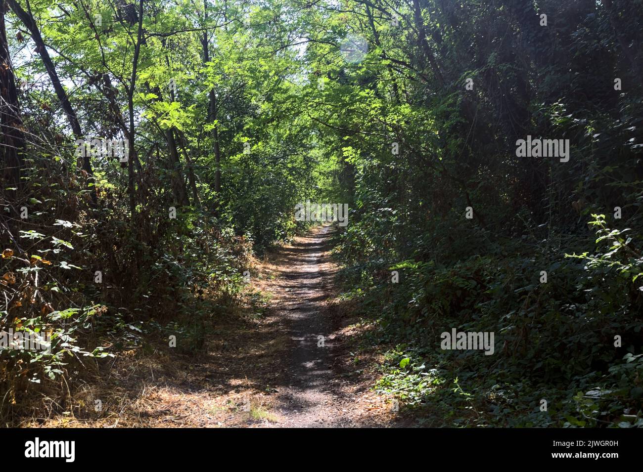 Shady path with trees arching on it in a grove on a sunny day Stock ...