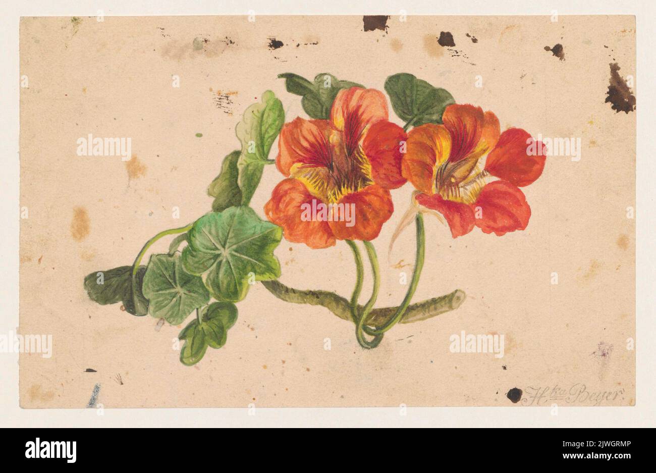Nasturtium twig. Beyer, Henryka (1782-1855), painter Stock Photo - Alamy
