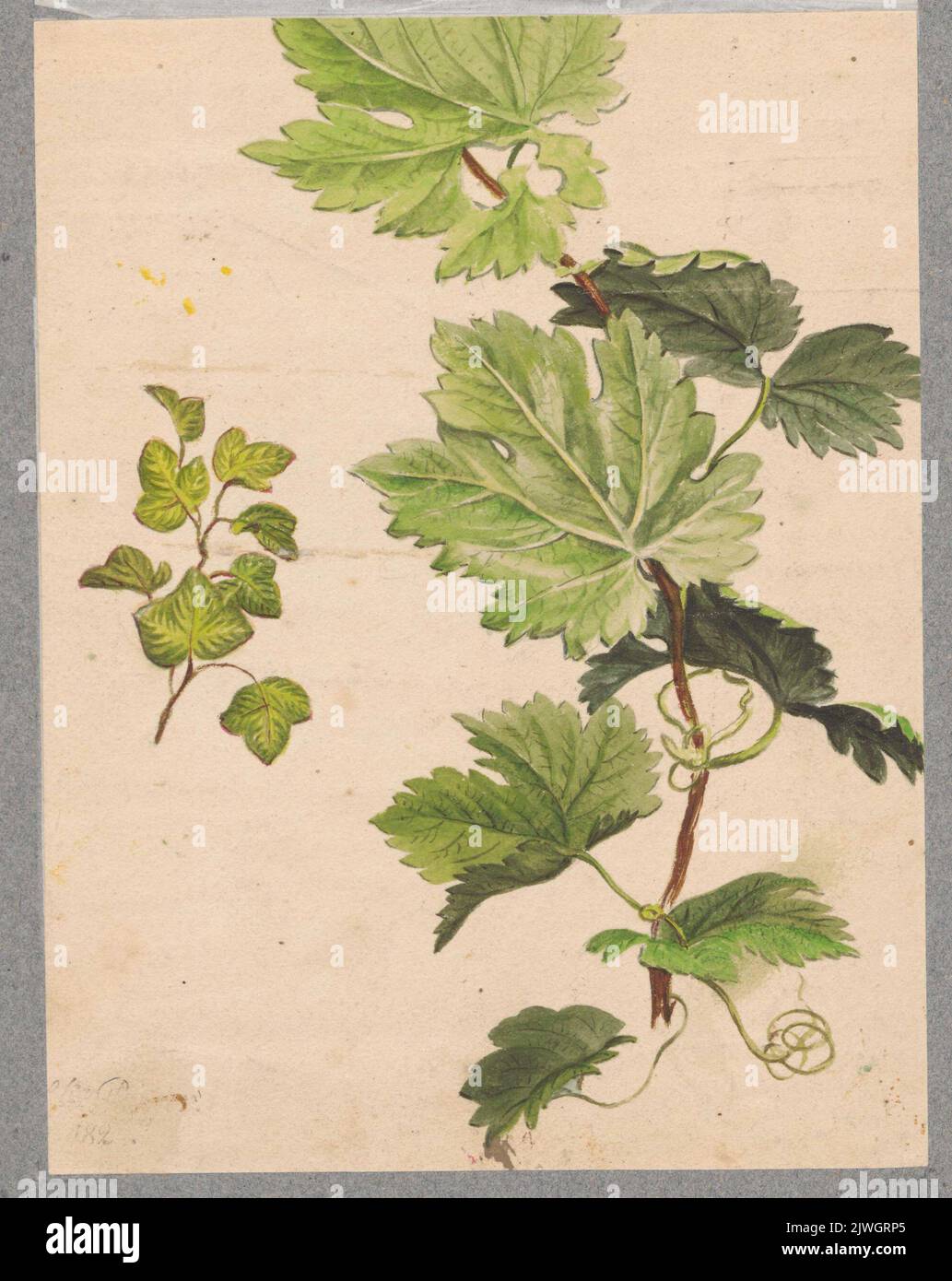 Ivy twig and grapevine twig. Beyer, Henryka (1782-1855), painter Stock ...