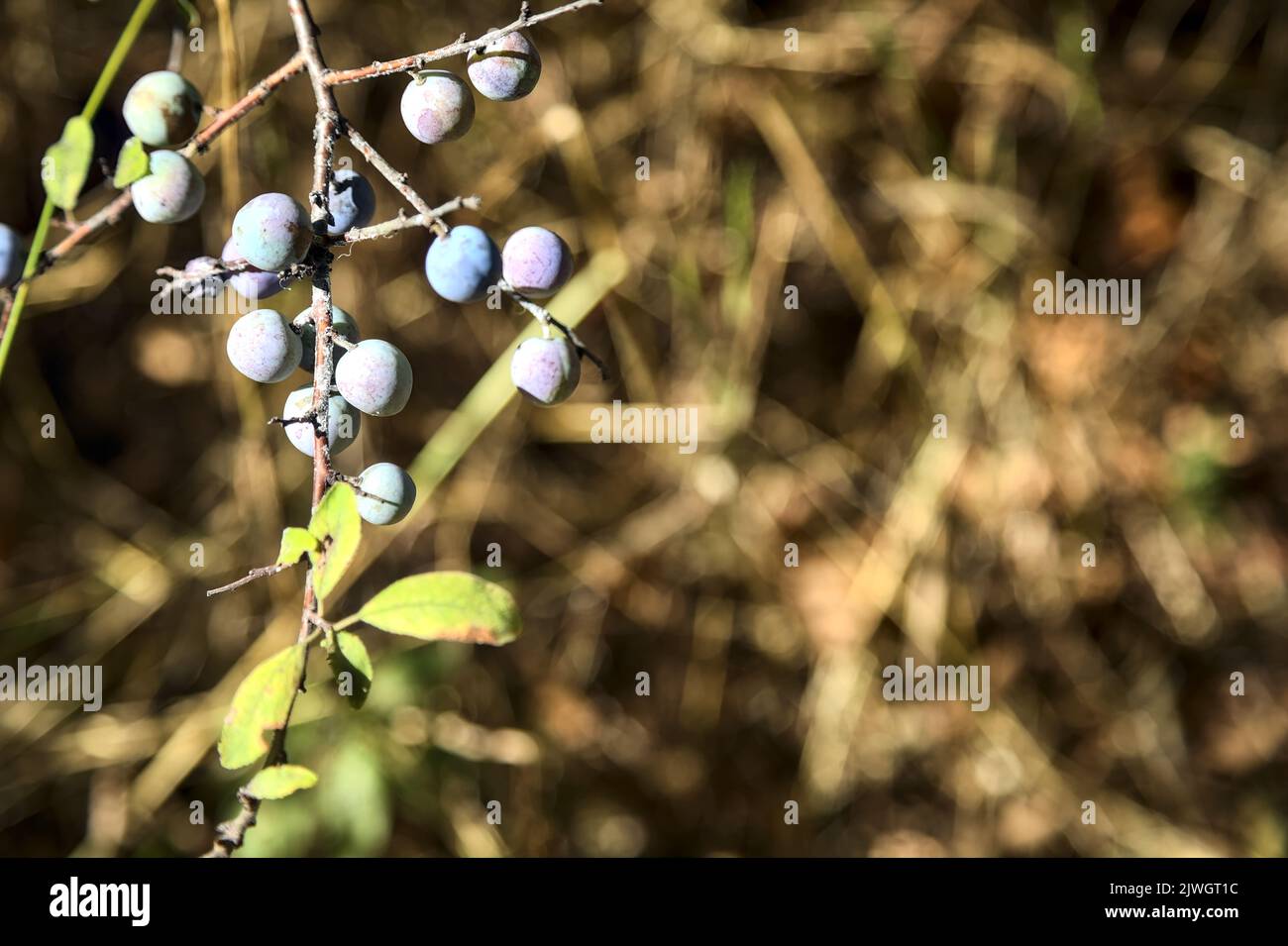 Blueberries on a branch on a sunny day seen up close Stock Photo - Alamy