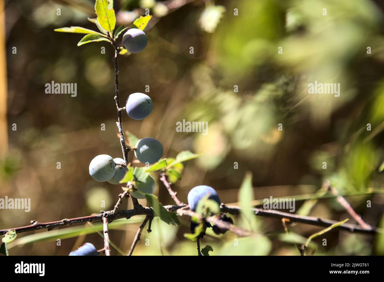 Blueberries on a branch on a sunny day seen up close Stock Photo - Alamy