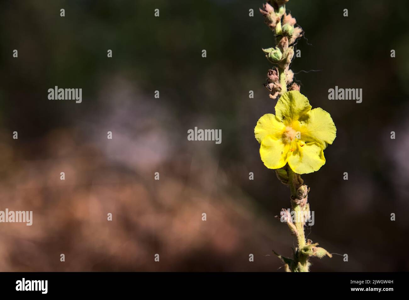 Dried mullein hi-res stock photography and images - Alamy