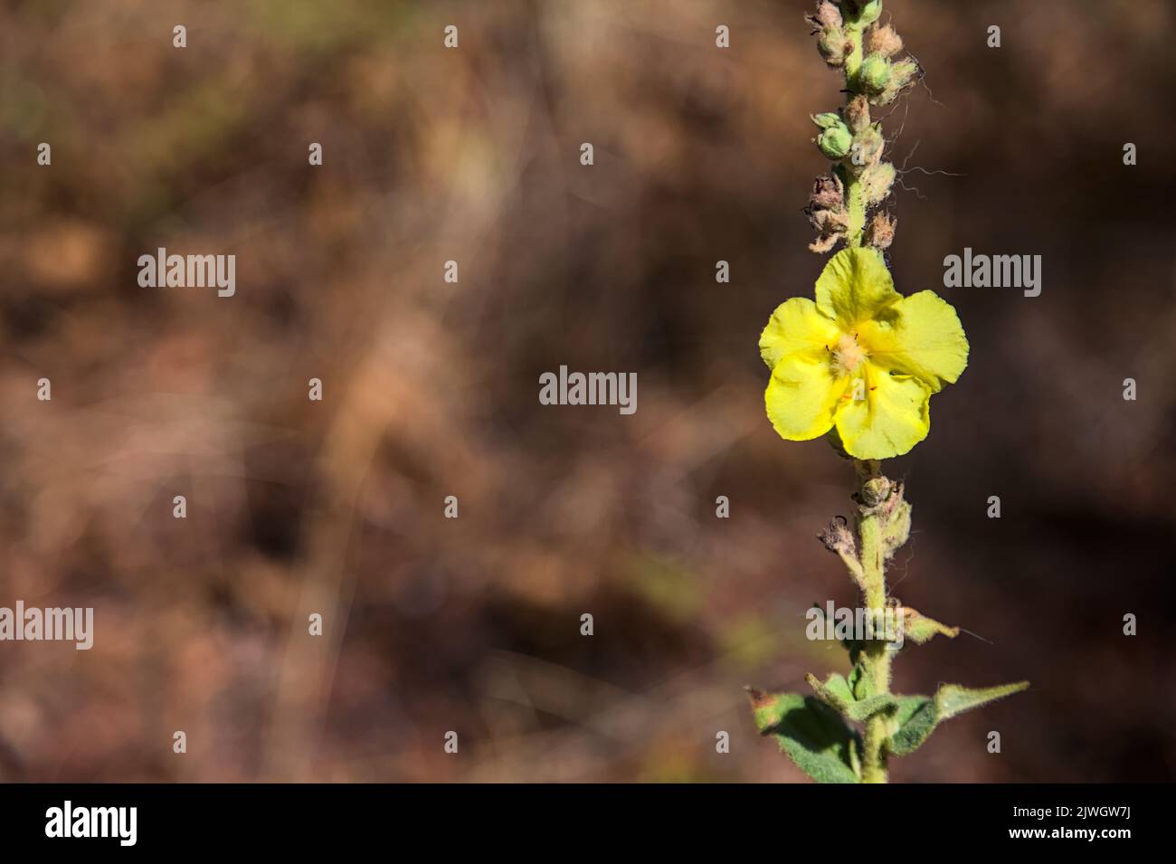 Dried mullein hi-res stock photography and images - Alamy