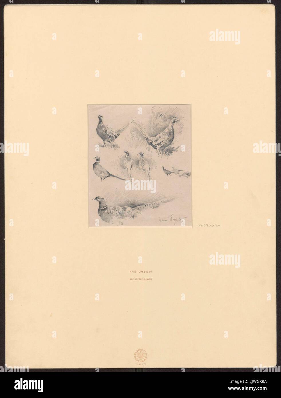 Study of nine pheasants. Dressler, Hans (1869-1943), draughtsman ...