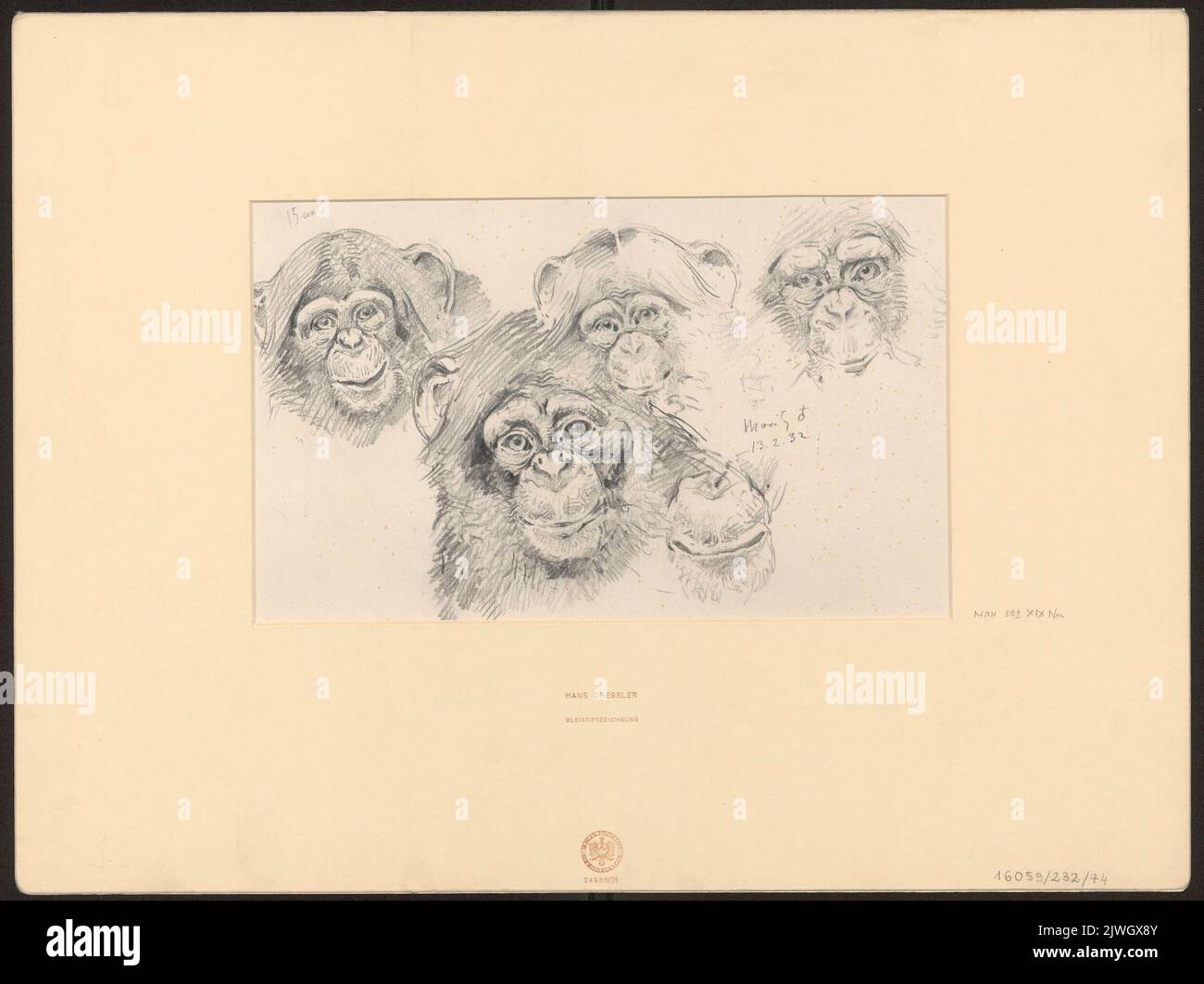 Studies of monkey heads - orangutans. Dressler, Hans (1869-1943 ...