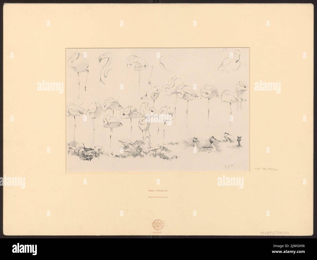 Studies of flamingoes and grebes. Dressler, Hans (1869-1943 ...