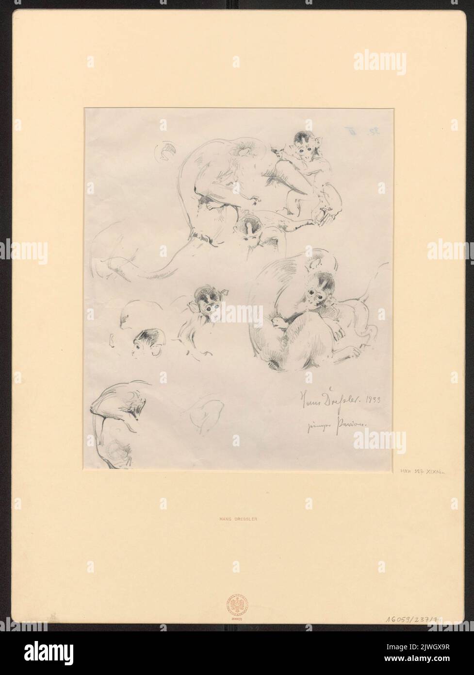 Studies of baboons. Dressler, Hans (1869-1943), draughtsman, cartoonist ...