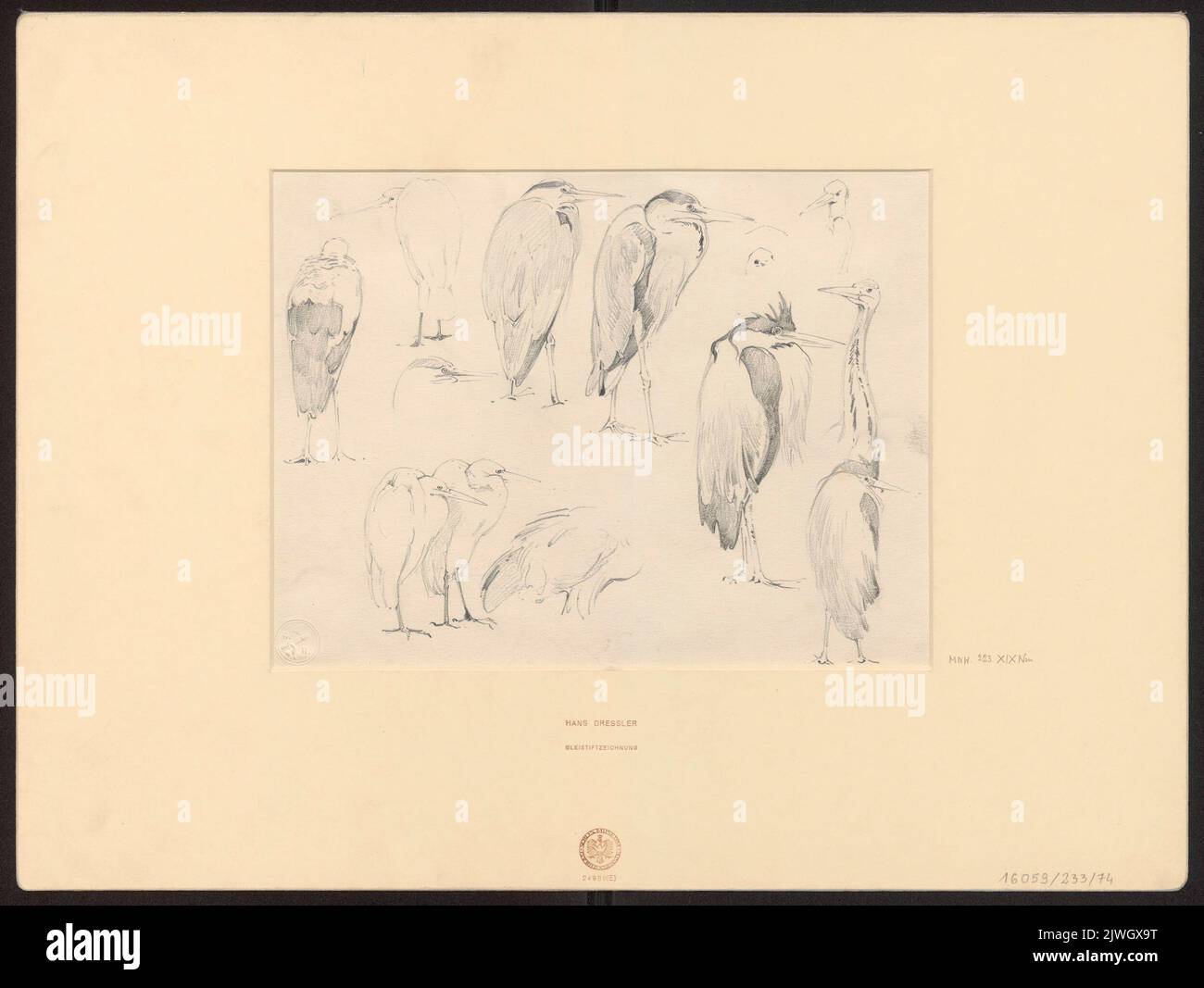 Study of cranes. Dressler, Hans (1869-1943), draughtsman, cartoonist ...