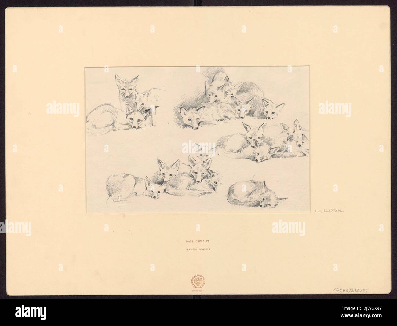 Studies of foxes. Dressler, Hans (1869-1943), draughtsman, cartoonist ...
