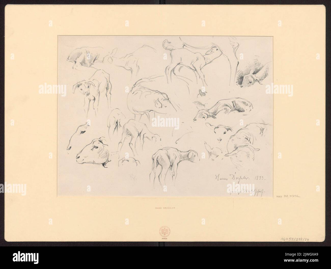 Studies of sheep. Dressler, Hans (1869-1943), draughtsman, cartoonist ...