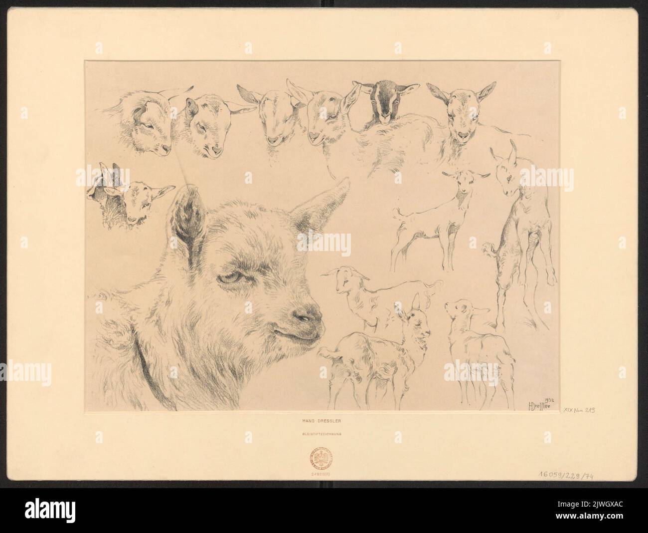 Studies of young goats. Dressler, Hans (1869-1943), draughtsman ...