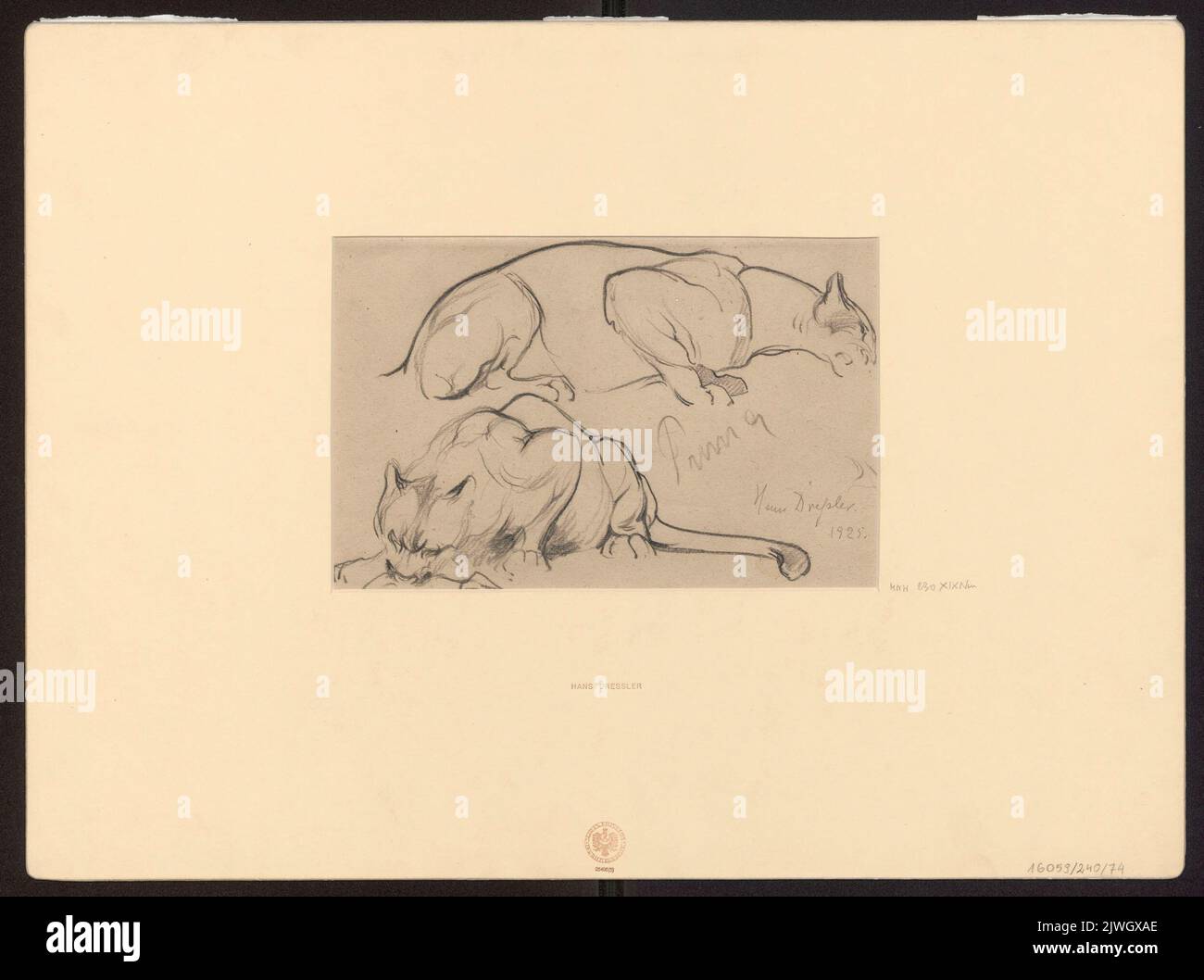 Pumas. Dressler, Hans (1869-1943), draughtsman, cartoonist Stock Photo ...