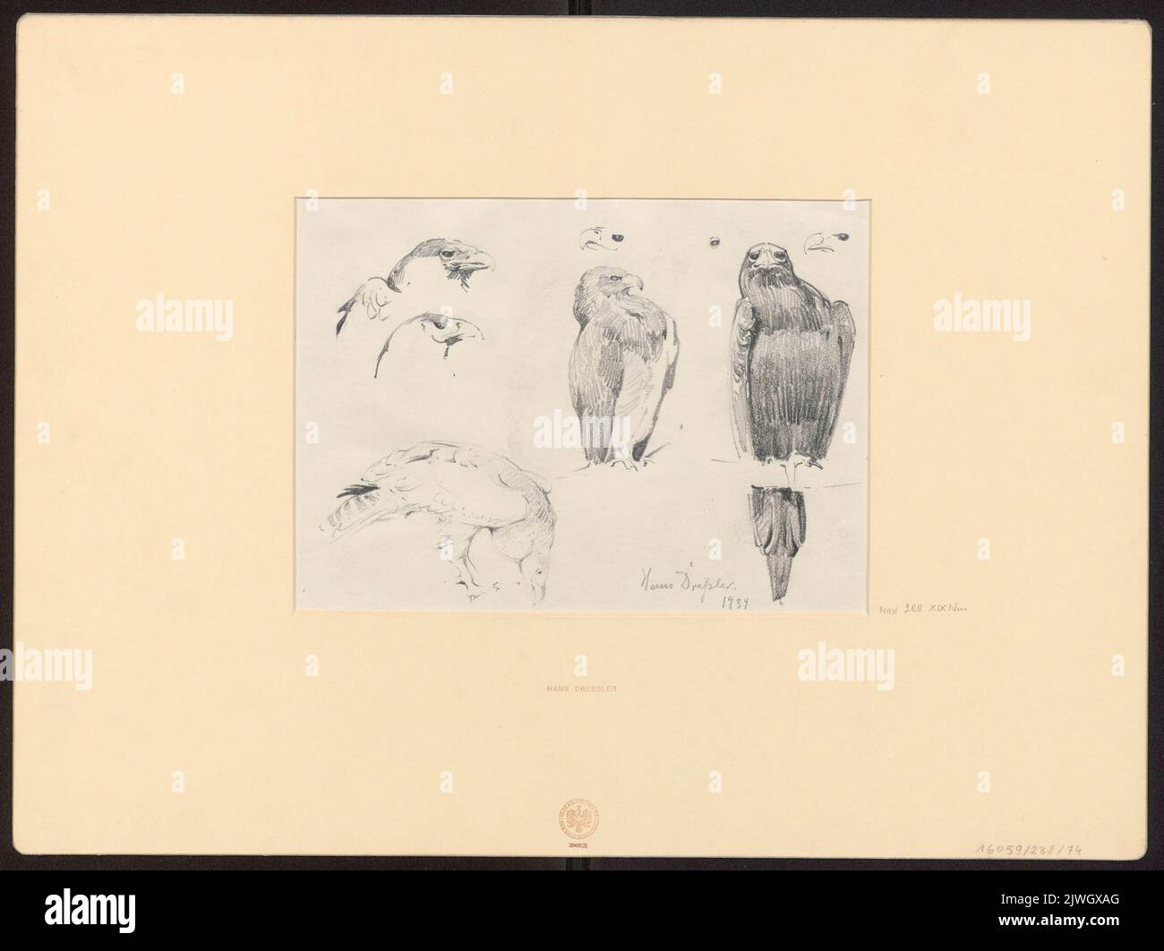 Studies of eagles. Dressler, Hans (1869-1943), draughtsman, cartoonist ...