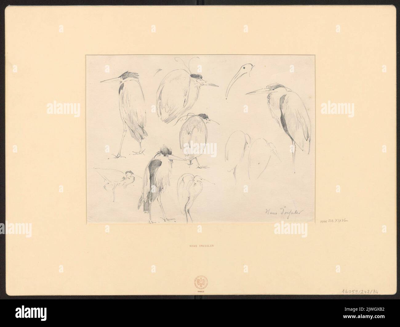 Studies of birds: black-crowned night herons, herons and pond herons ...