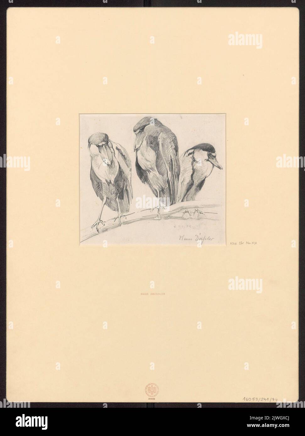 Three boat-billed herons sitting on a bench. Dressler, Hans (1869-1943 ...