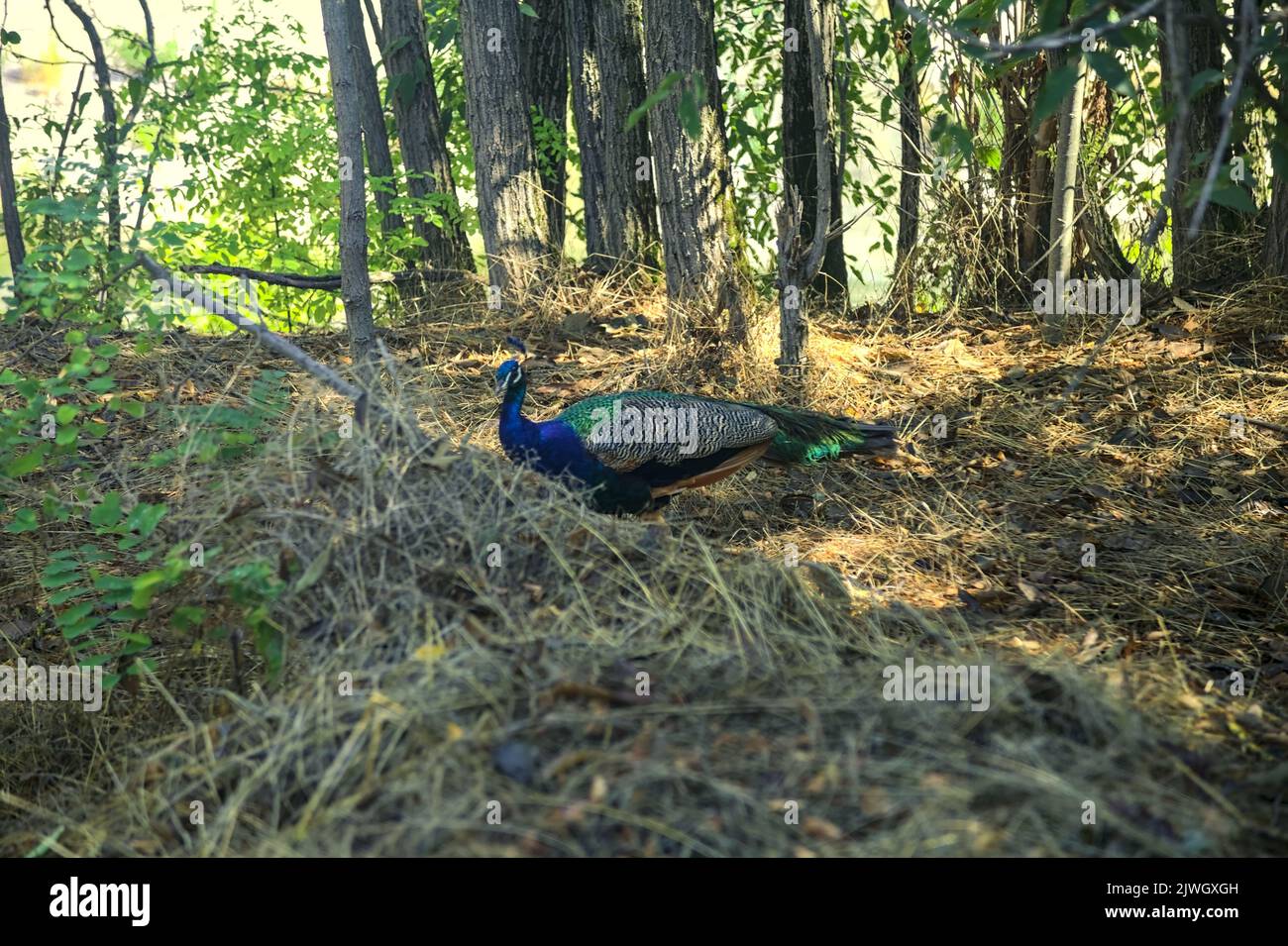 Peacock walking in a grove Stock Photo - Alamy