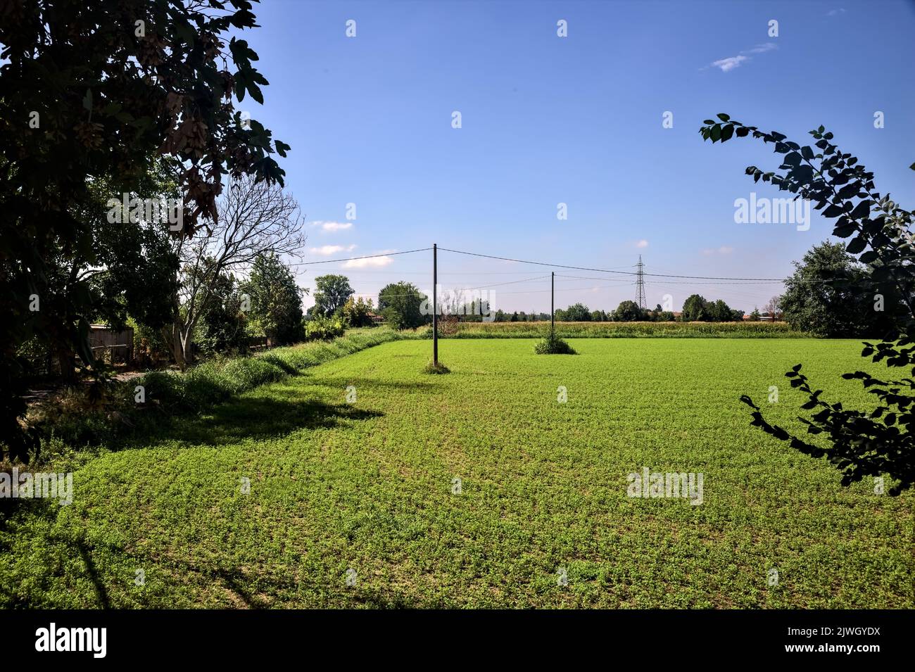 Forage grass field with wooden electricity poles on a summer day Stock ...