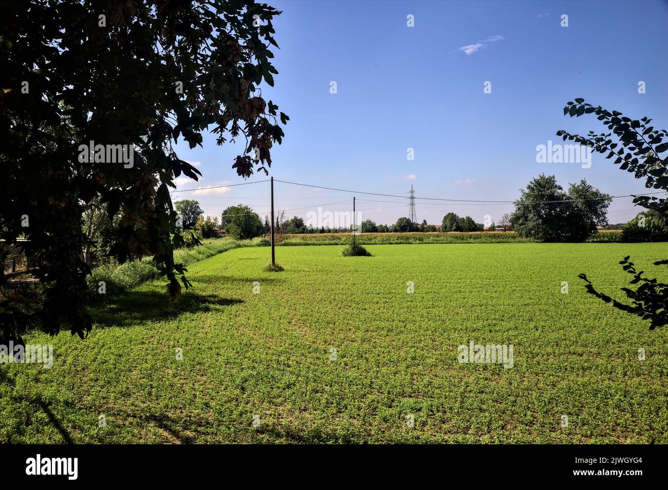 Forage grass field with wooden electricity poles on a summer day Stock ...