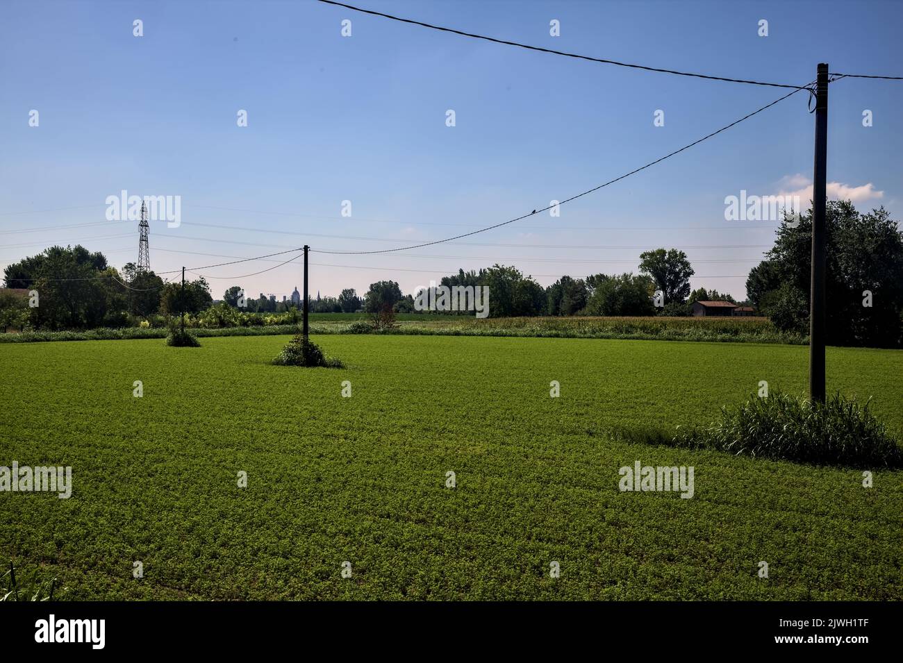 Forage grass field with wooden electricity poles on a summer day Stock ...