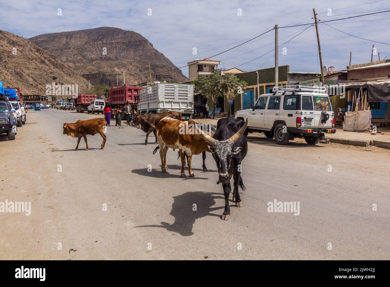 Ethiopian cows hi-res stock photography and images - Alamy