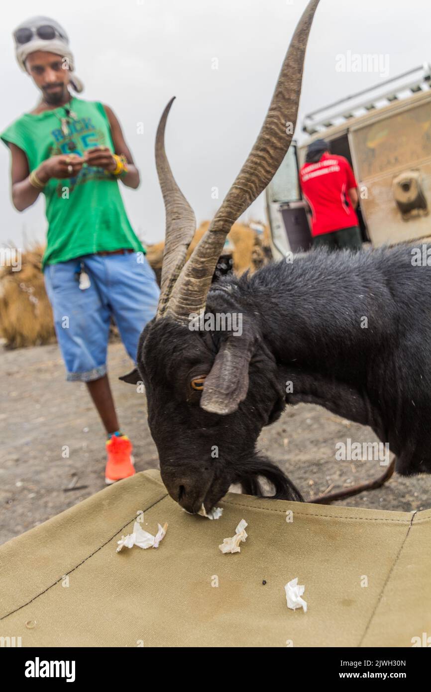 AFAR, ETHIOPIA - MARCH 25, 2019: Goat eating garlic skin in Dodom ...