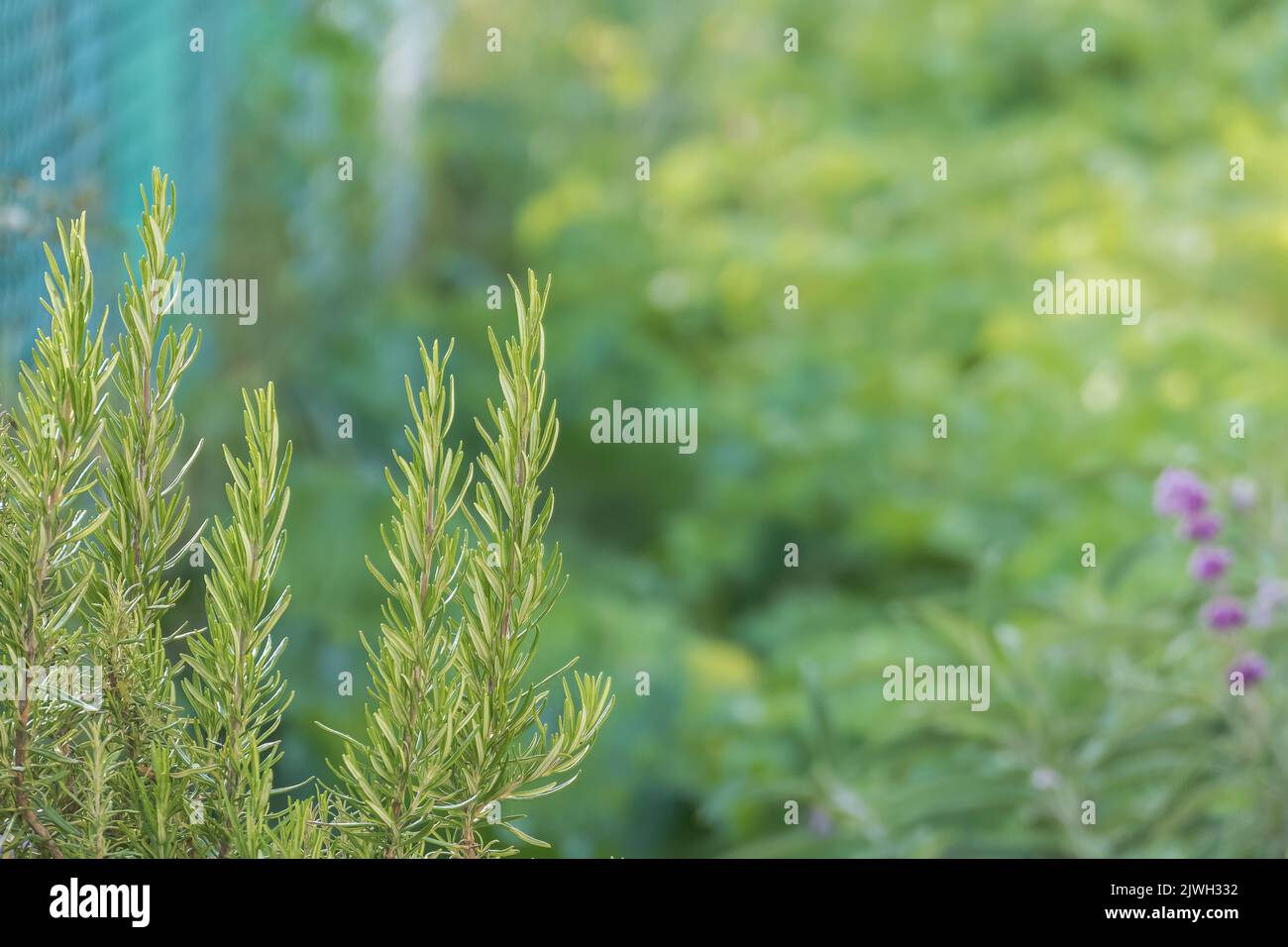 rosemary sprouts on blur background of outdoor vegetable garden in ...