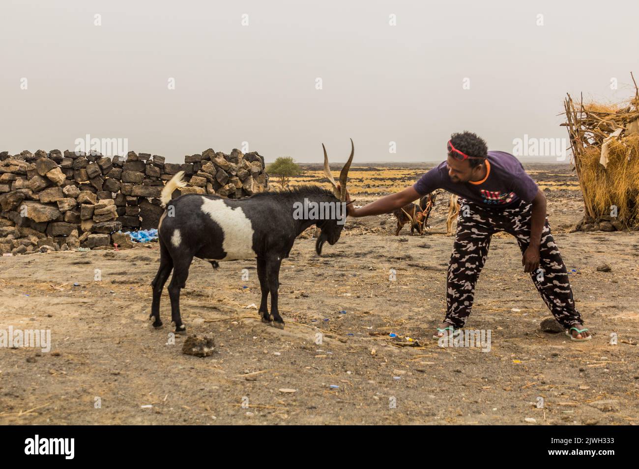 Ethiopian sheep hi-res stock photography and images - Alamy