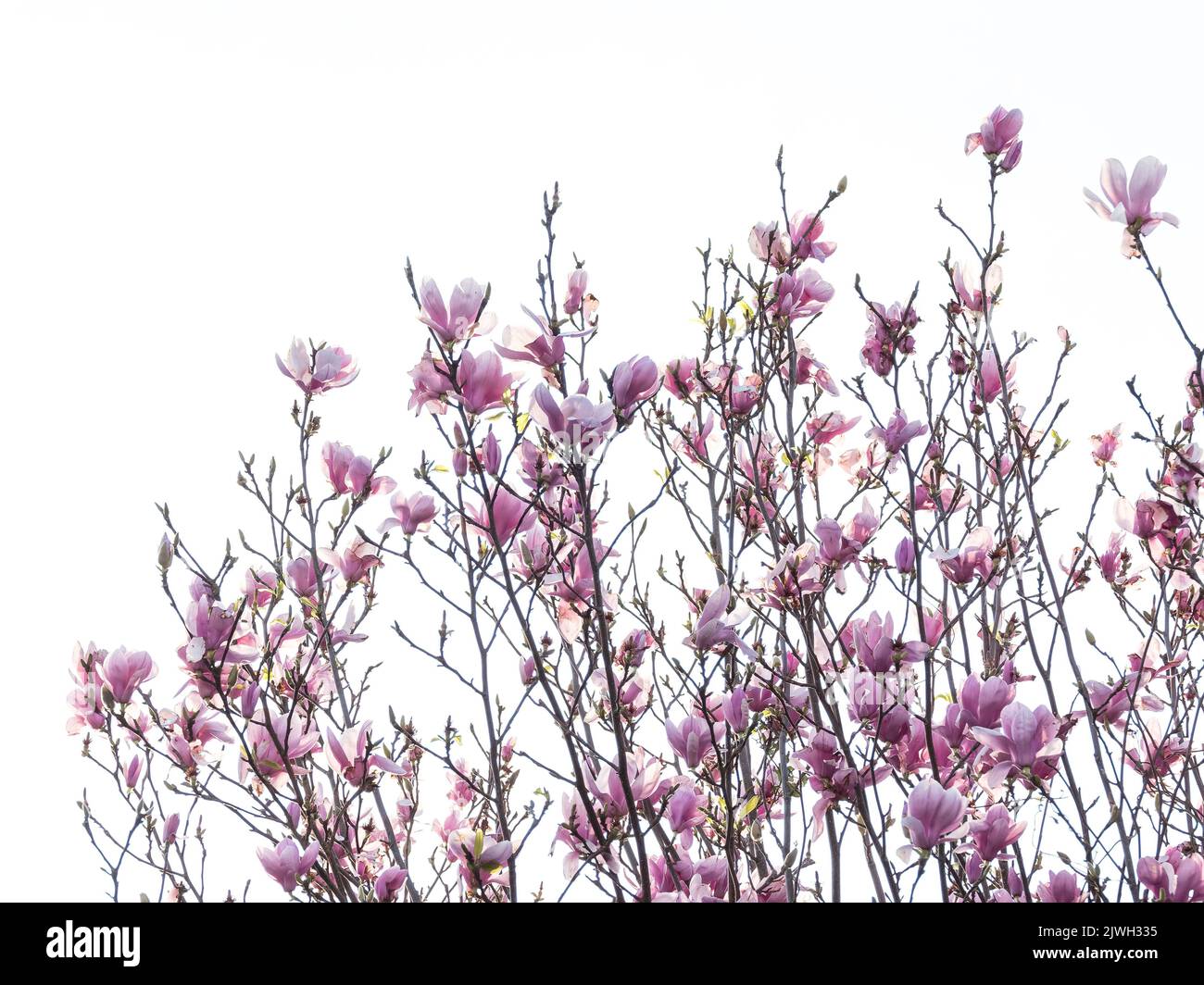 pink flowers of magnolia tree on white background outdoors Stock Photo ...