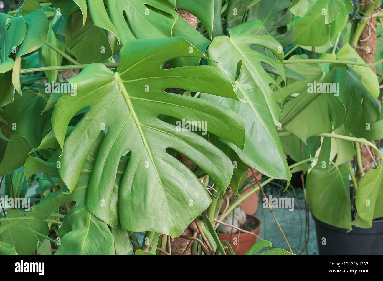 potted monstera plant leaf inside a greenhouse with natural daylight ...
