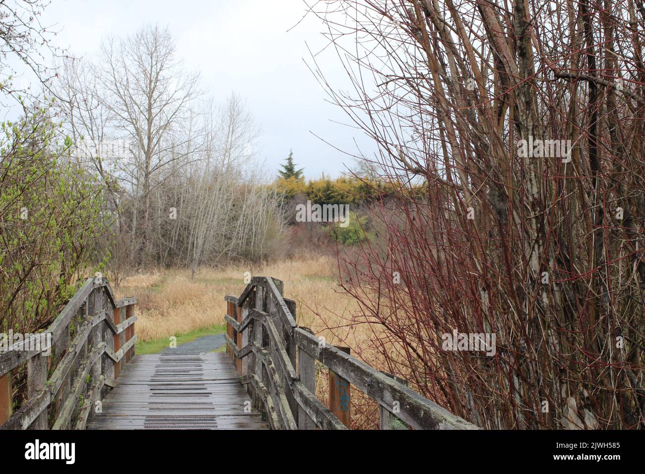 Swan Lake, Victoria Stock Photo - Alamy