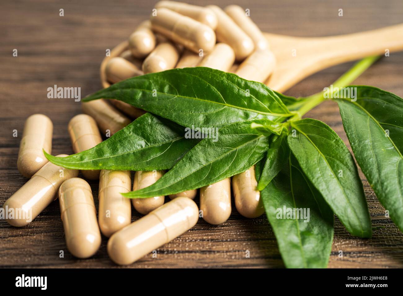 Andrographis paniculata or Kariyat leaf plant with herb capsules to ...