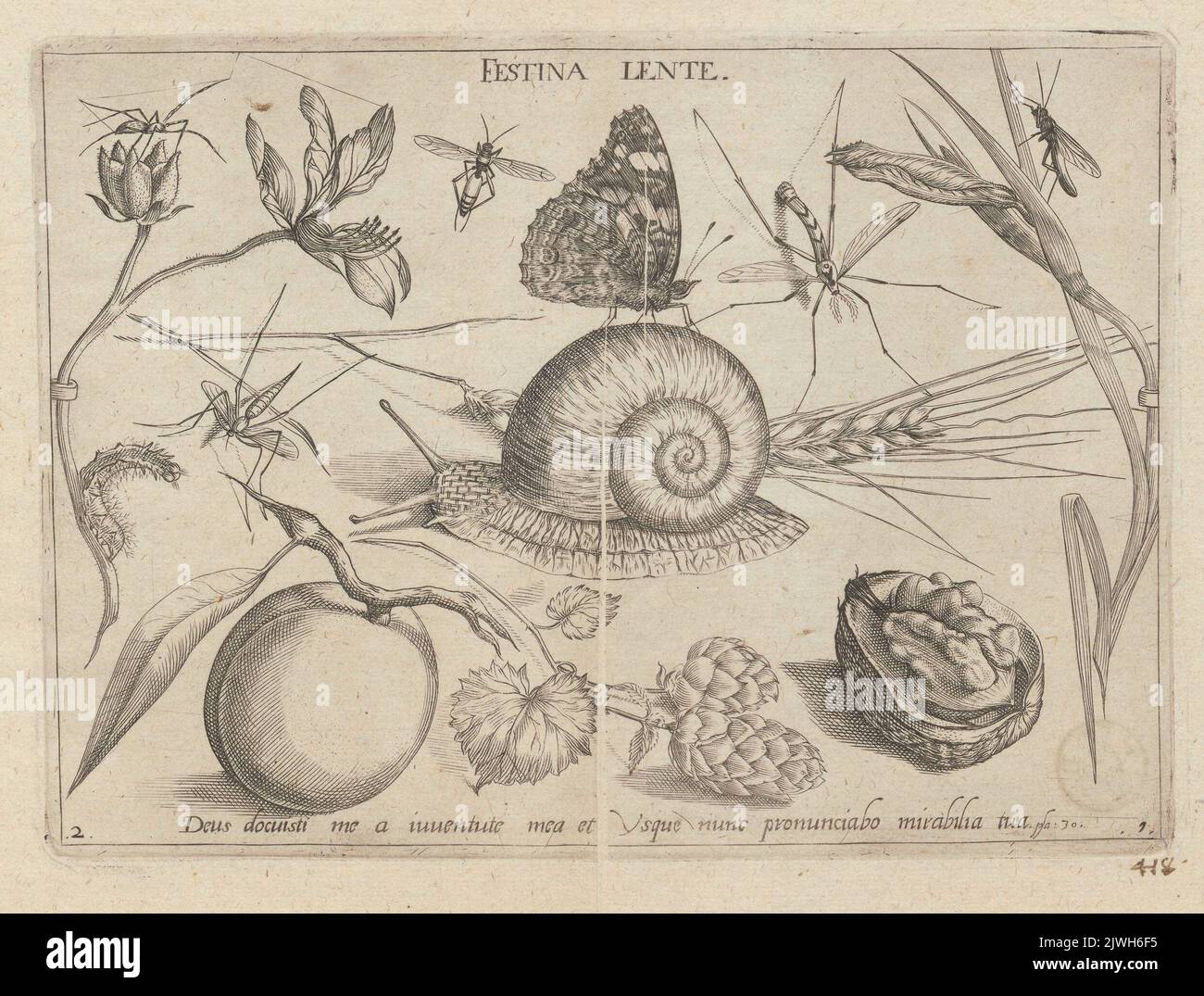 Studies of plants (e.g. an ear of grain, a plum, half of a walnut ...