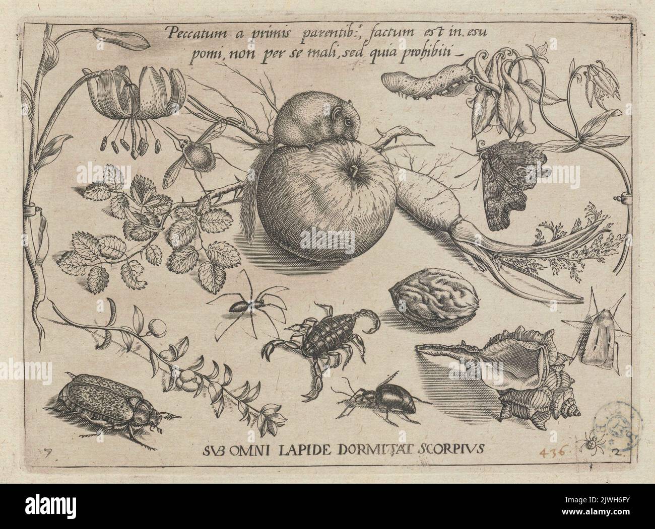 Studies of plants (e.g. walnut), insects, scorpion and a shell; chart 7 ...