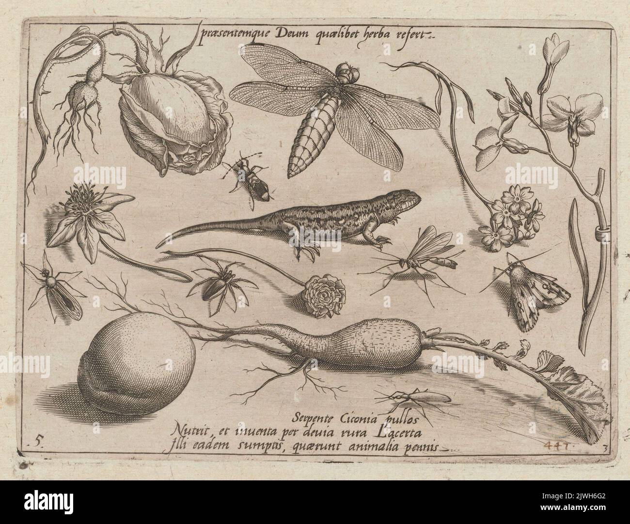 Studies of plants (e.g. rose), insects (moth, spider) and a lizard ...