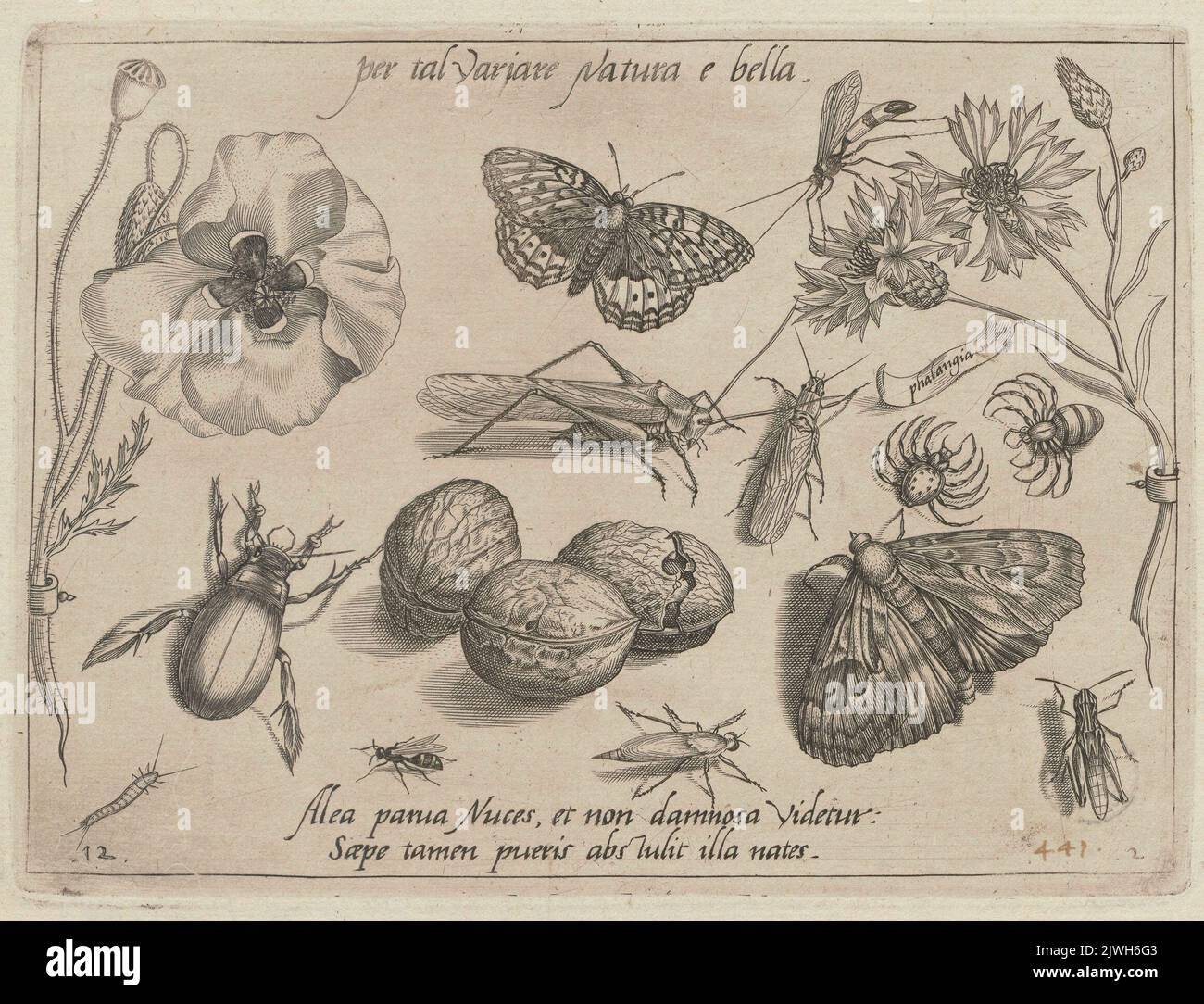 Studies of plants (e.g. poppy, cornflower, walnuts), insects (e.g ...