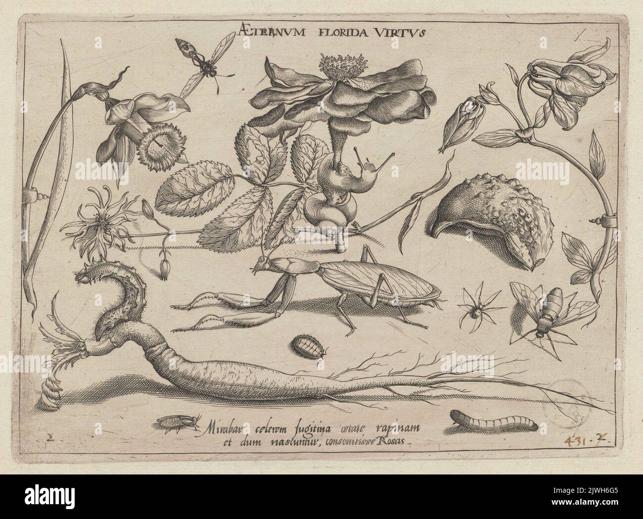 Studies of plants (e.g. daffodil, sweat pea, parsley), insects (mantis ...